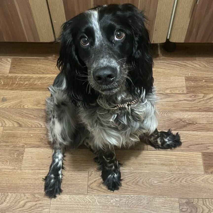 Русский охотничий спаниель