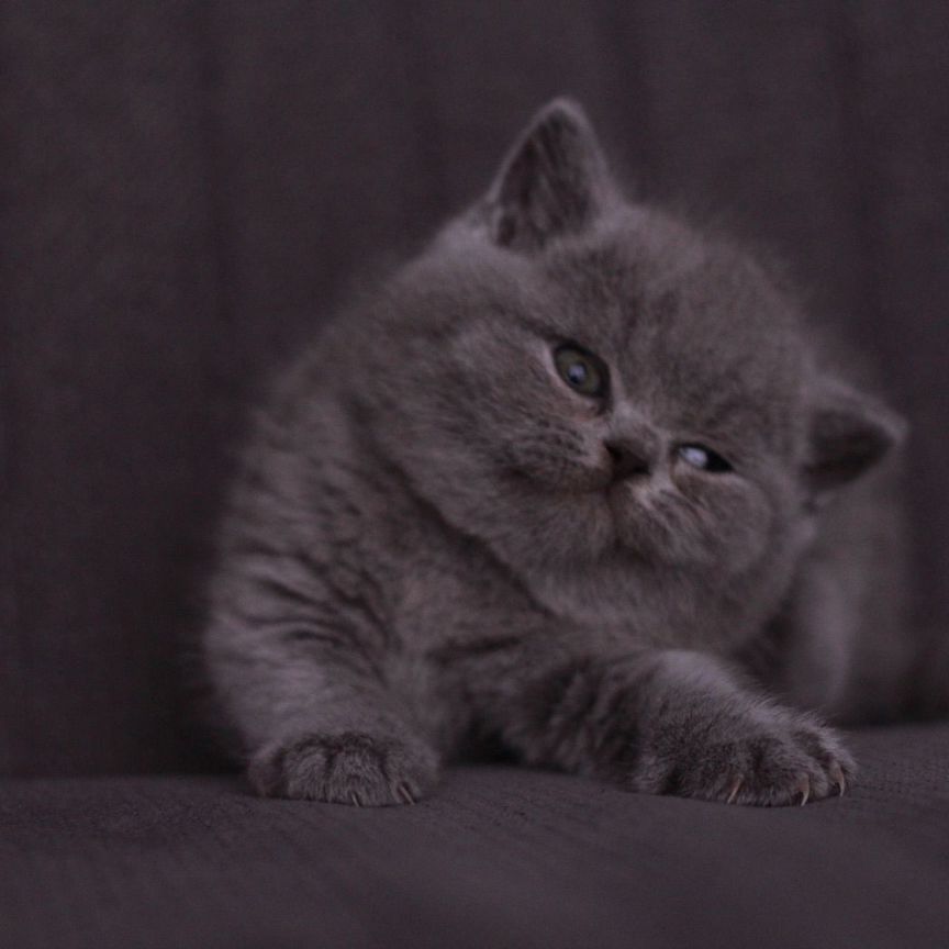 Британские котята