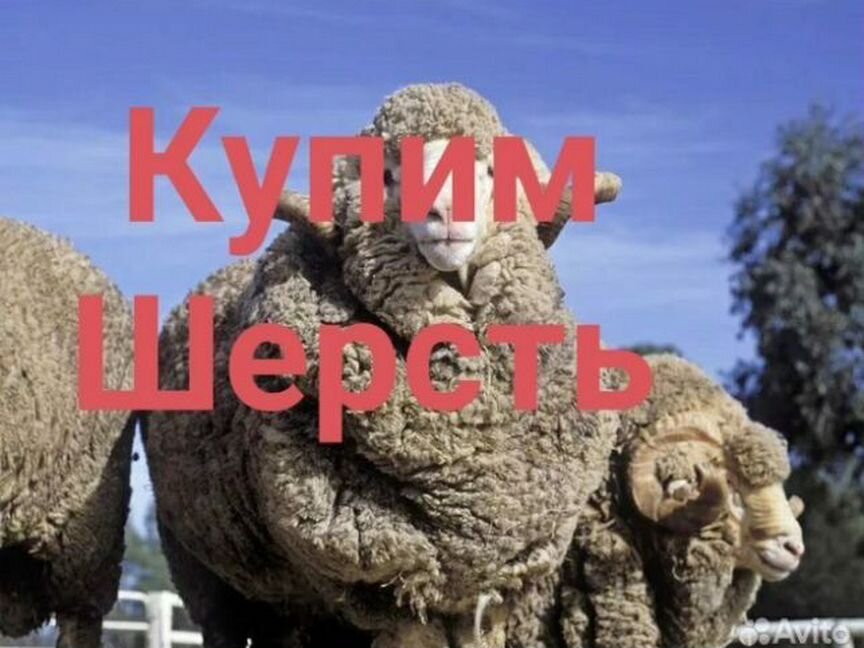 Шерсть овец стригу