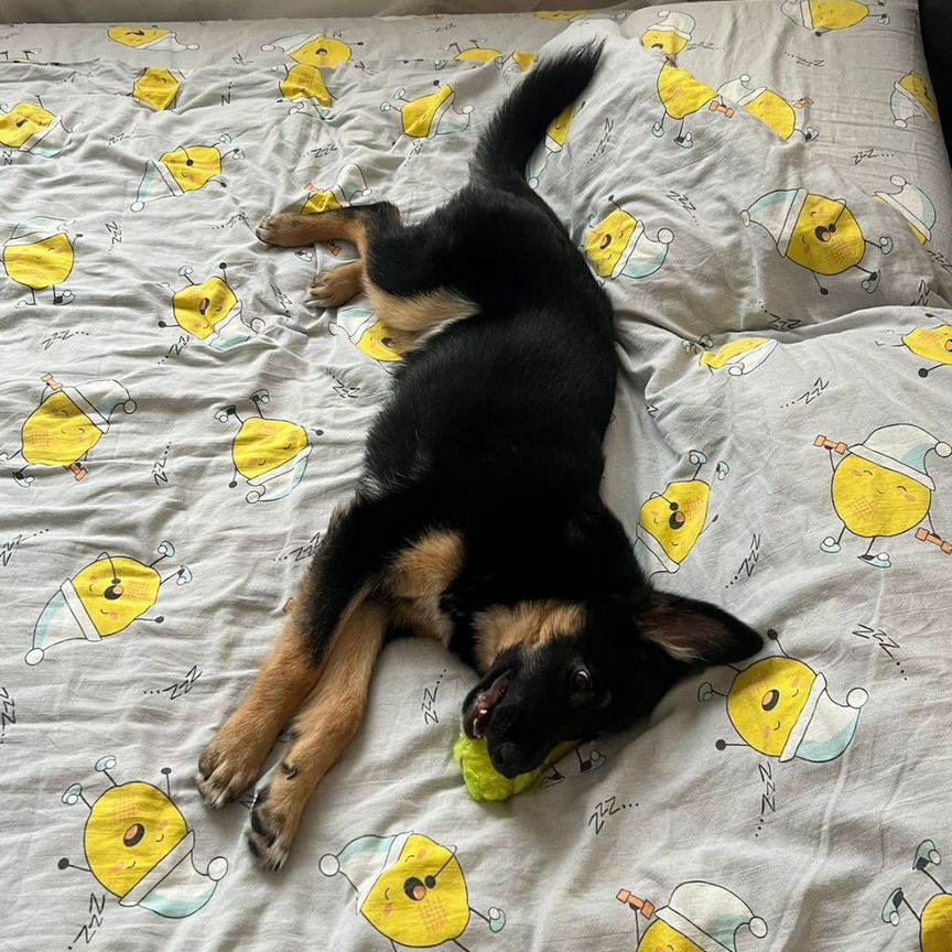 Отдам в добрые руки Молли