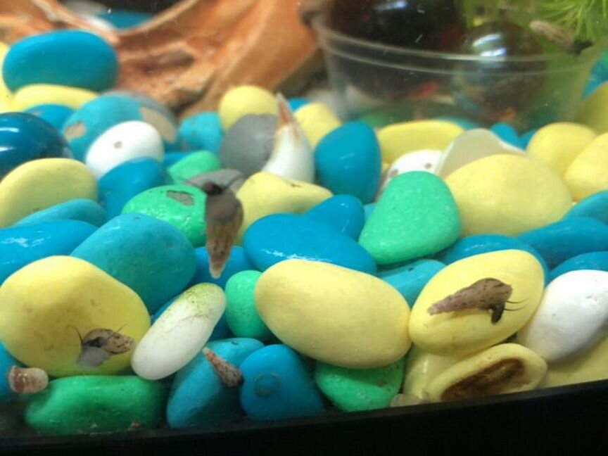 Улитки мелании