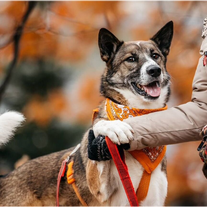 Лайка, взрослый пёс