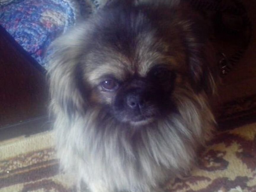 Продам собачку