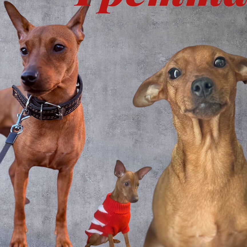 Цвергпинчер, взрослая собака