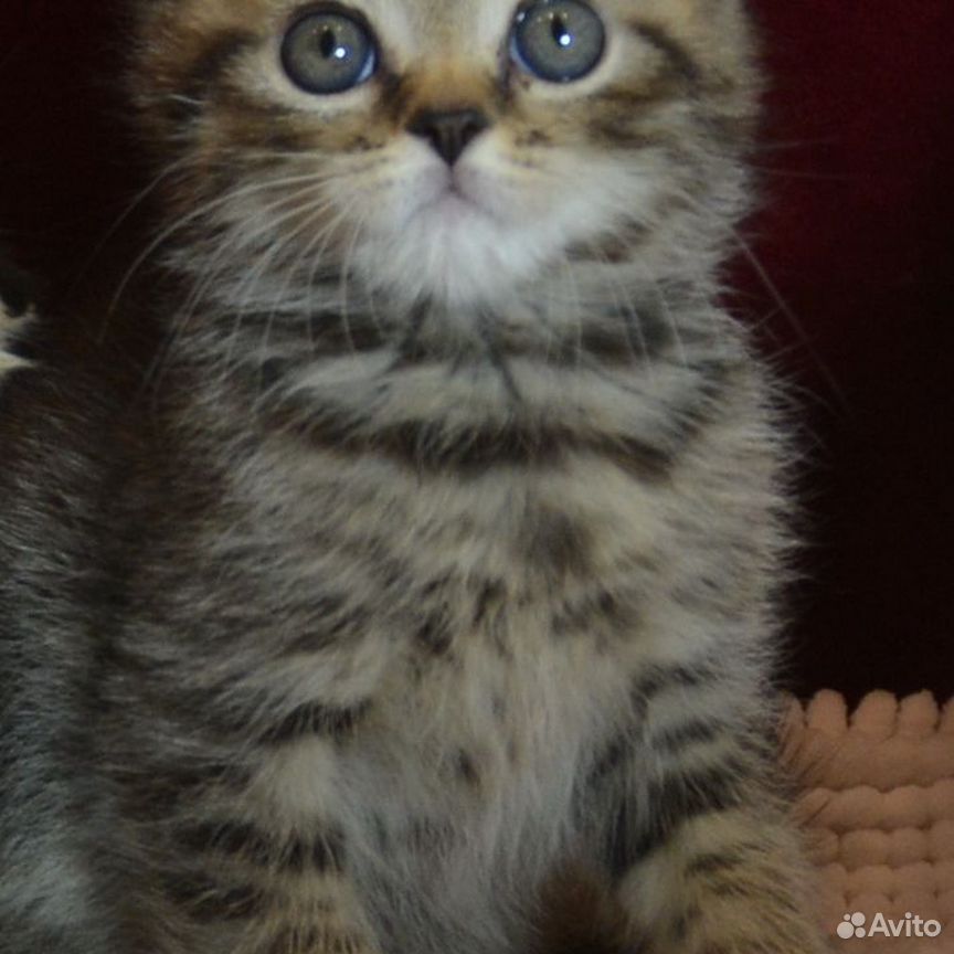 Котик. Тигр
