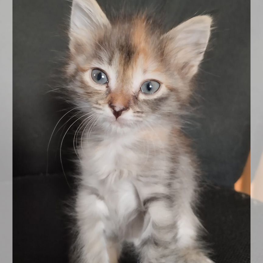 Котенок девочка 2 месяца