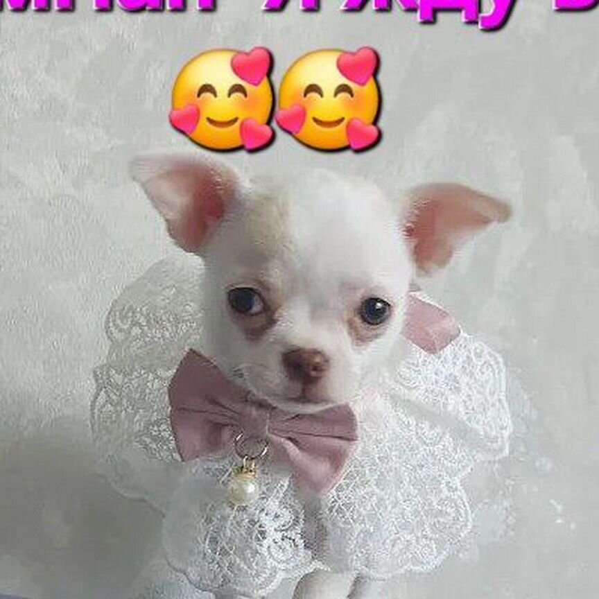 Чихуахуа, щенок