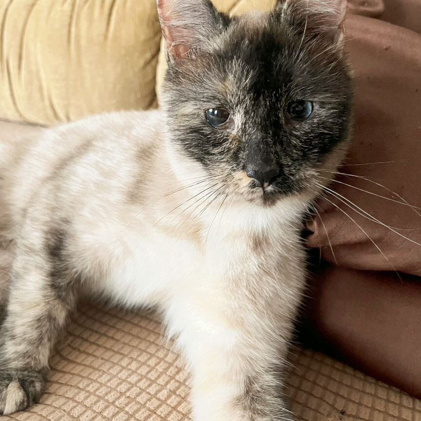 Кошка Бусинку