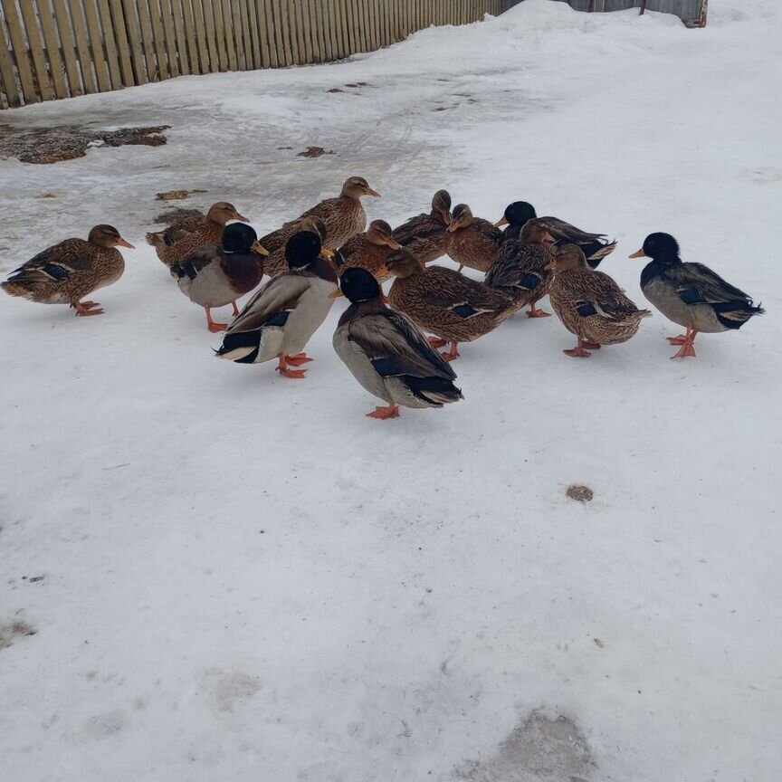 Подсадные утки