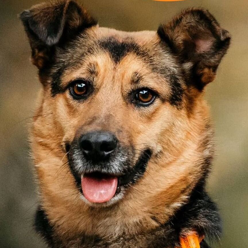 Взрослая собака в добрые руки