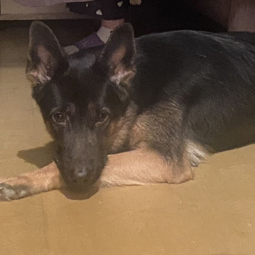 Немецкая овчарка в добрые руки