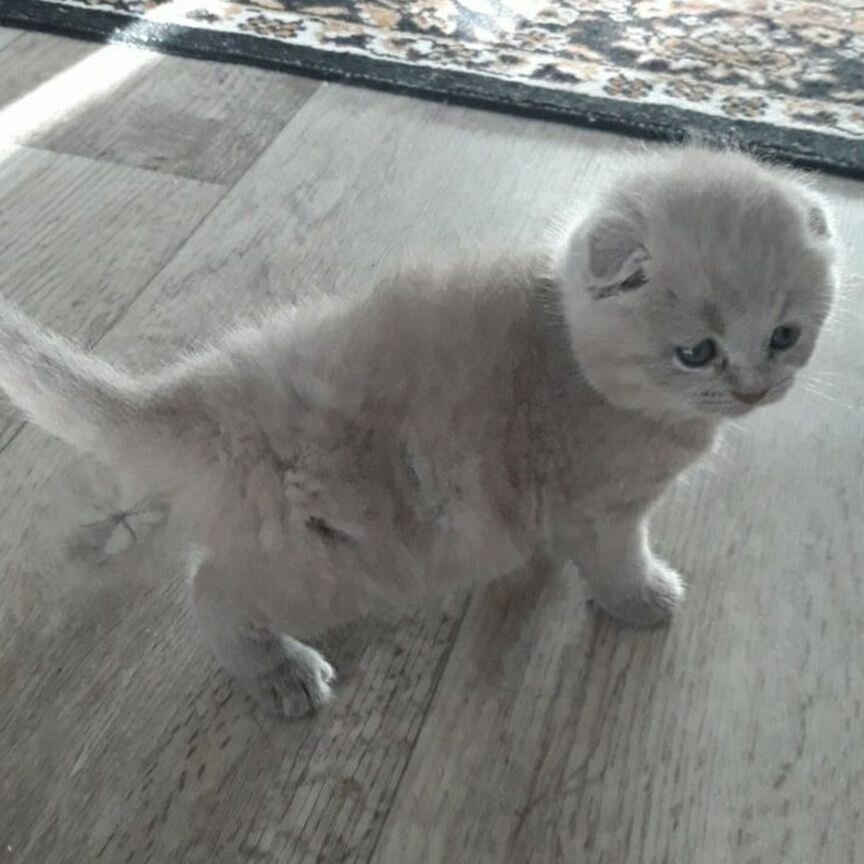 Шотландские котята вислоушки