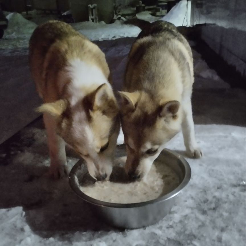 Щенки