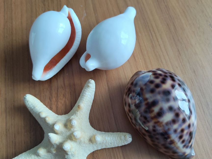 Морские ракушки, морская звезда