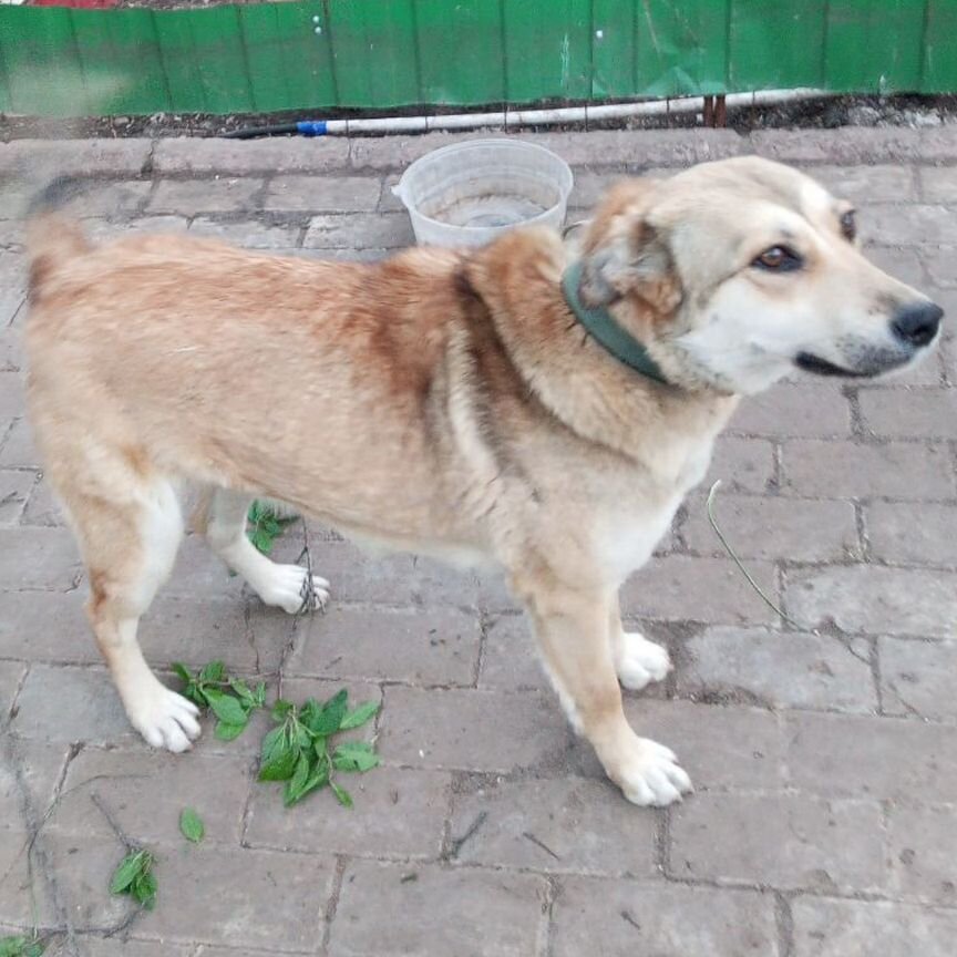 Собака в добрые руки