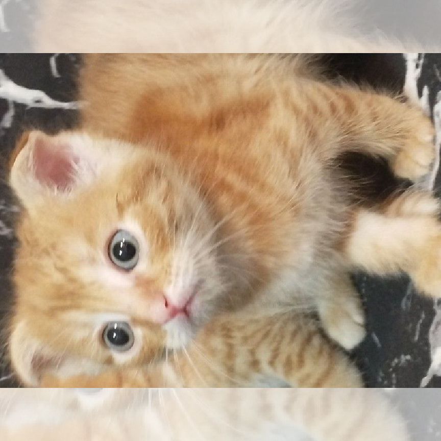 Шотландские вислоухие котята