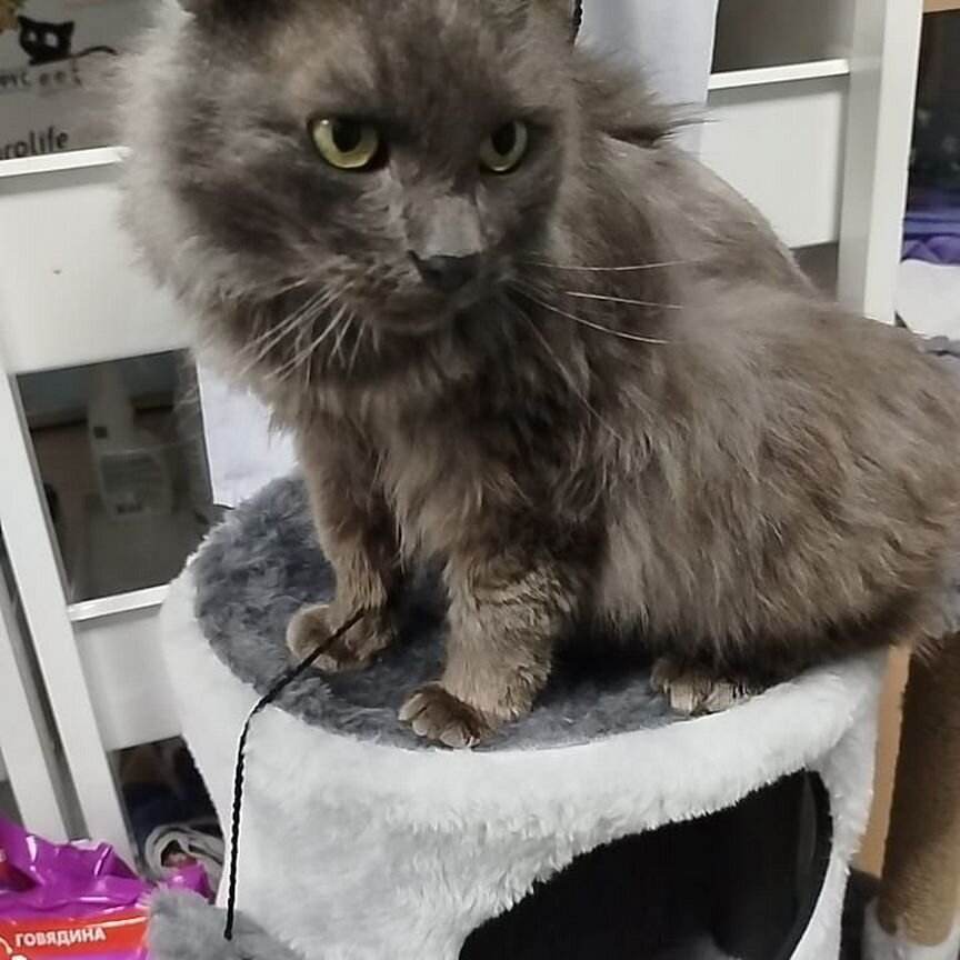 Котик в добрые руки