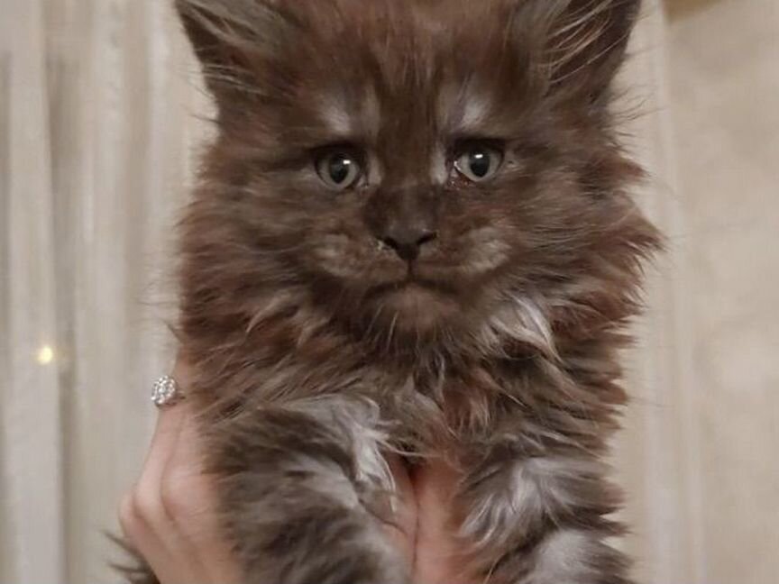 Котята мейн-кун черный дым