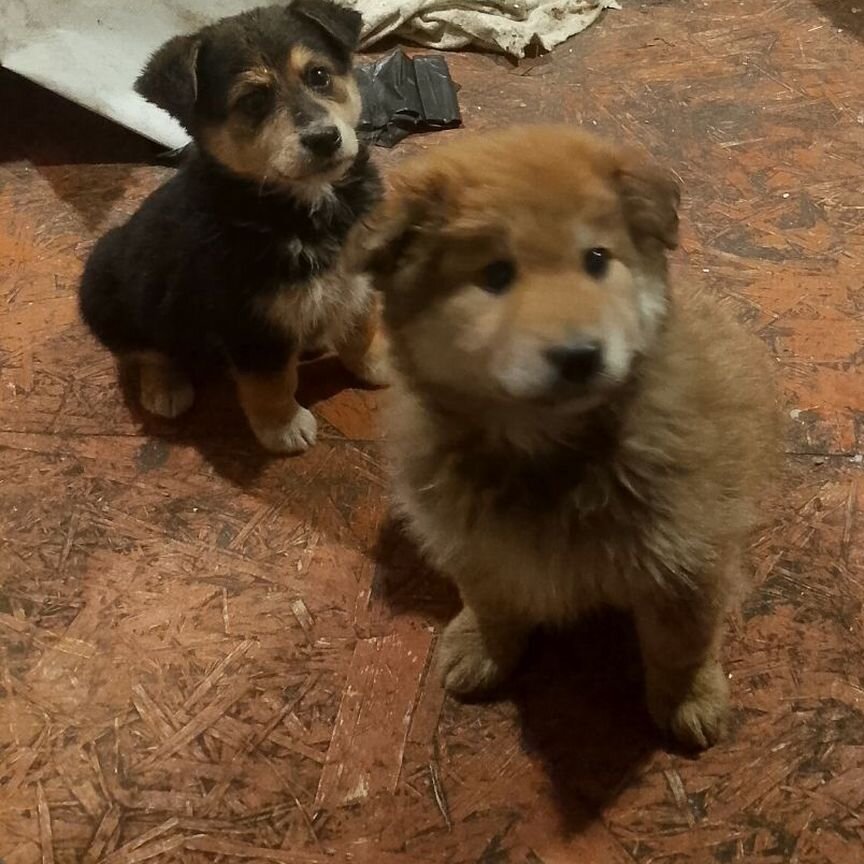 Алано, щенок