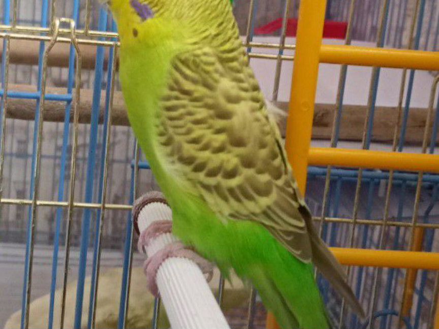 Волнистый попугай