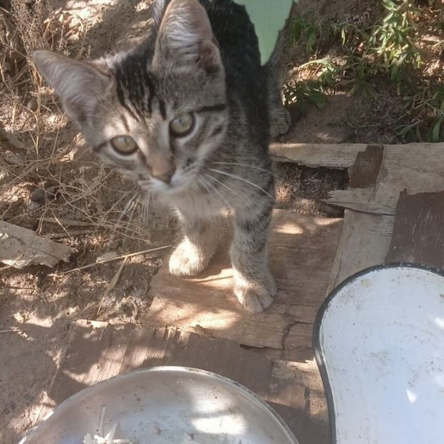 Котята и кошка в опасности на Волге