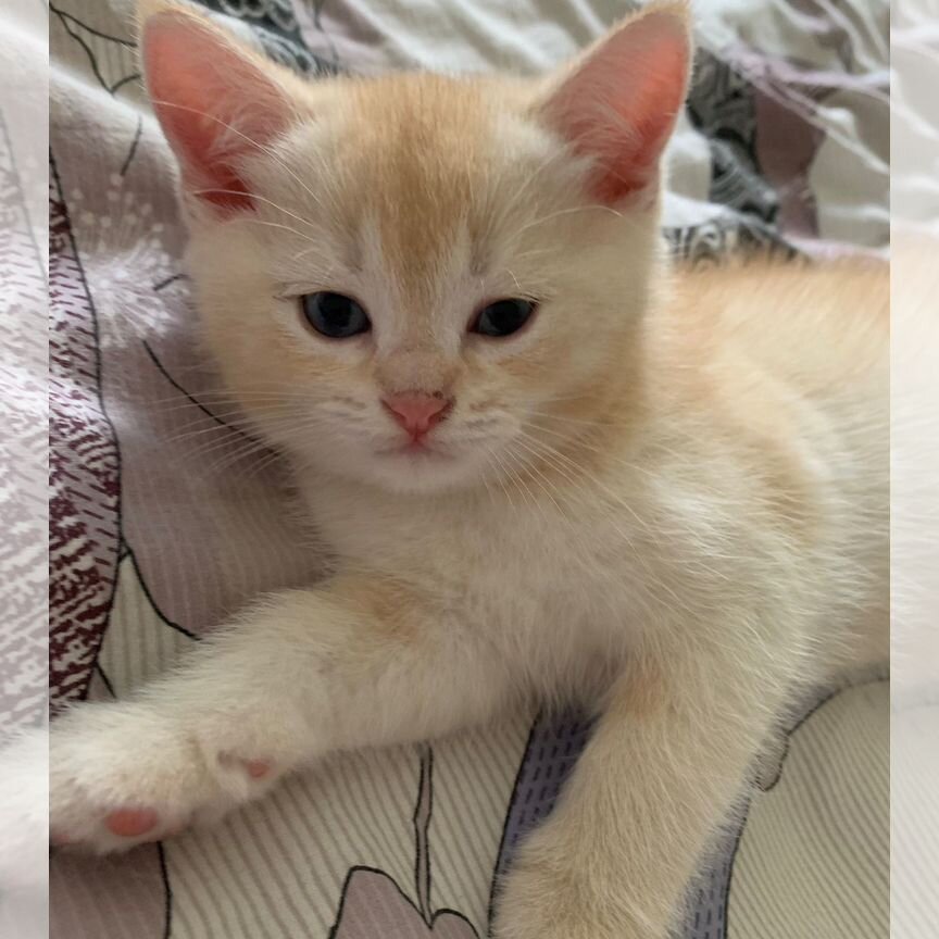 Британский короткошёрстный котёнок