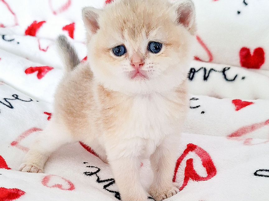 Котик голубая золотая шиншилла