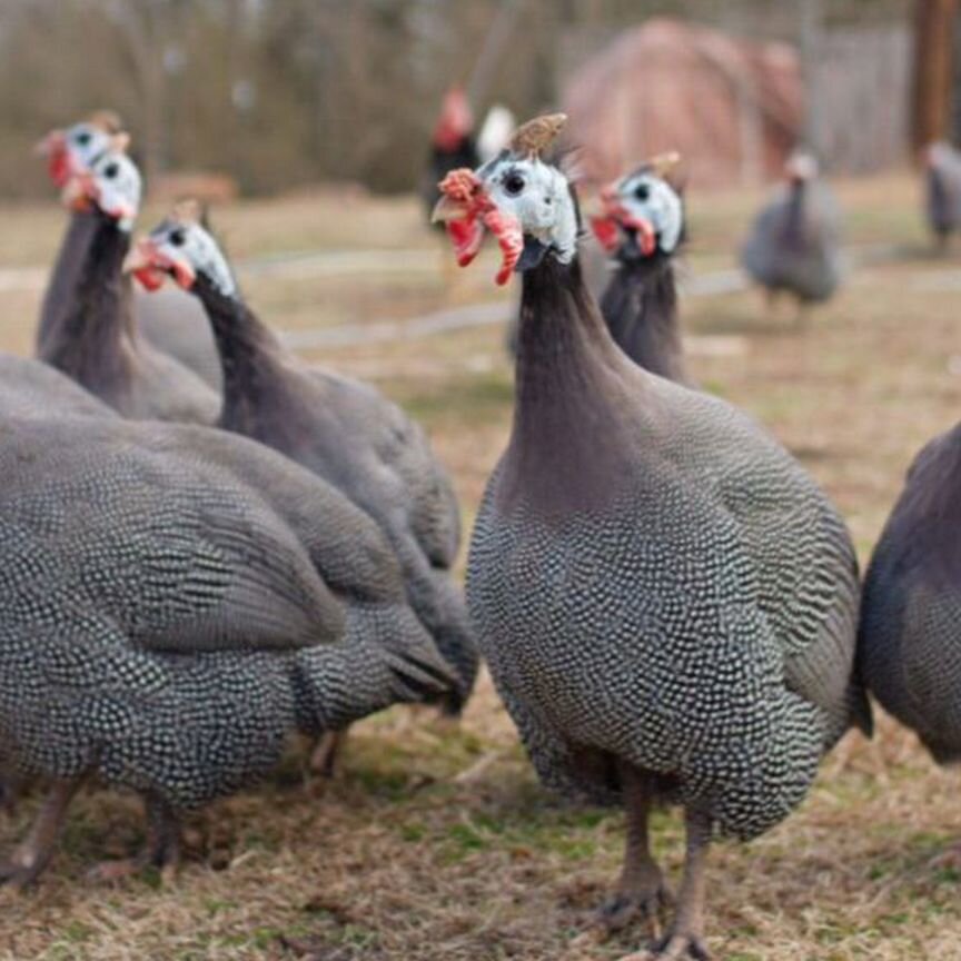 Цесарки разных пород