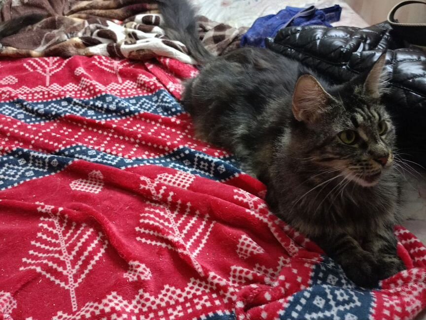 Кошка в дар