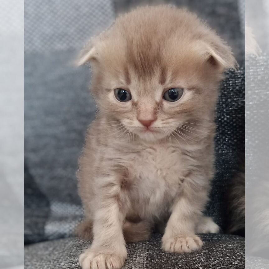 Шотландские котята