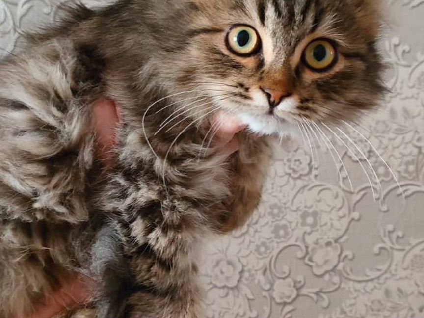 Пушистый тигренок в дар