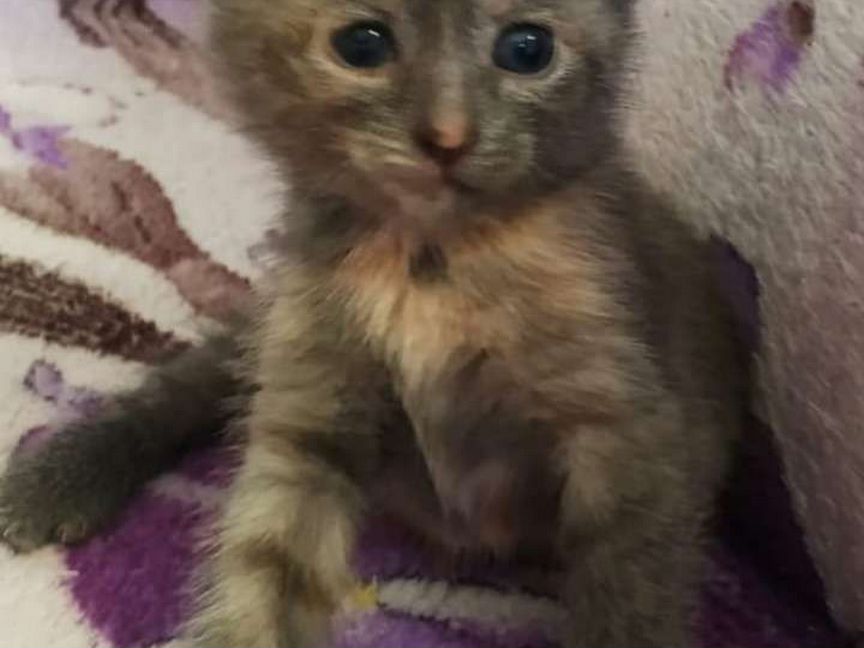 Котенок Смурфик 1,5 мес