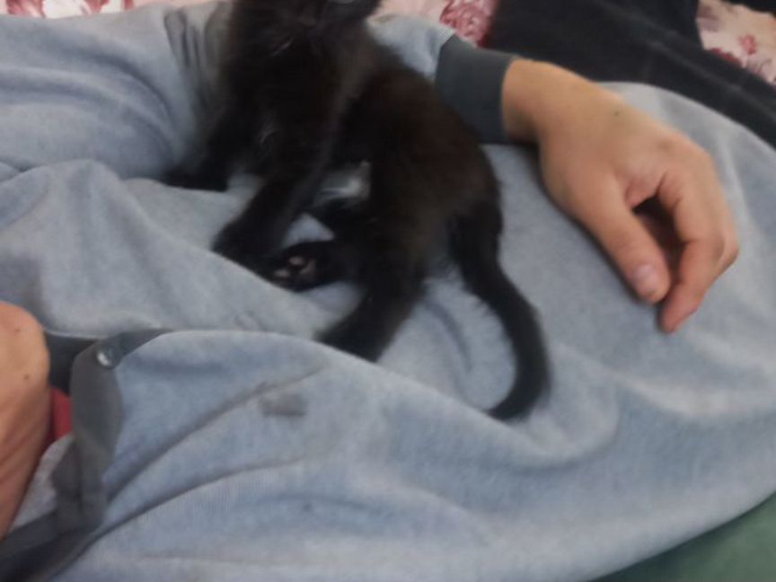 Багира ищет дом