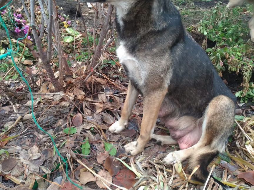 Собака в добрые руки дворняжка