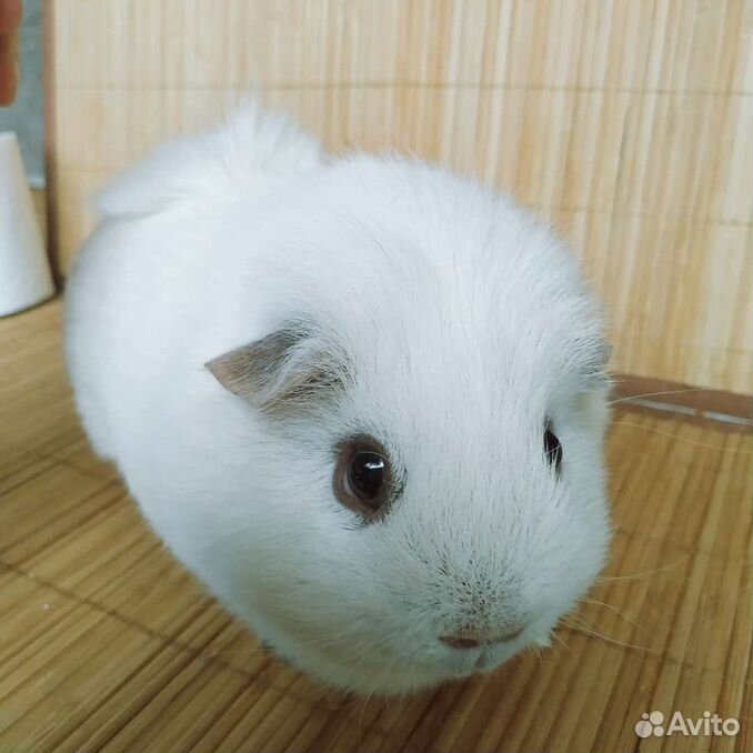 Морская свинка Белая Панда