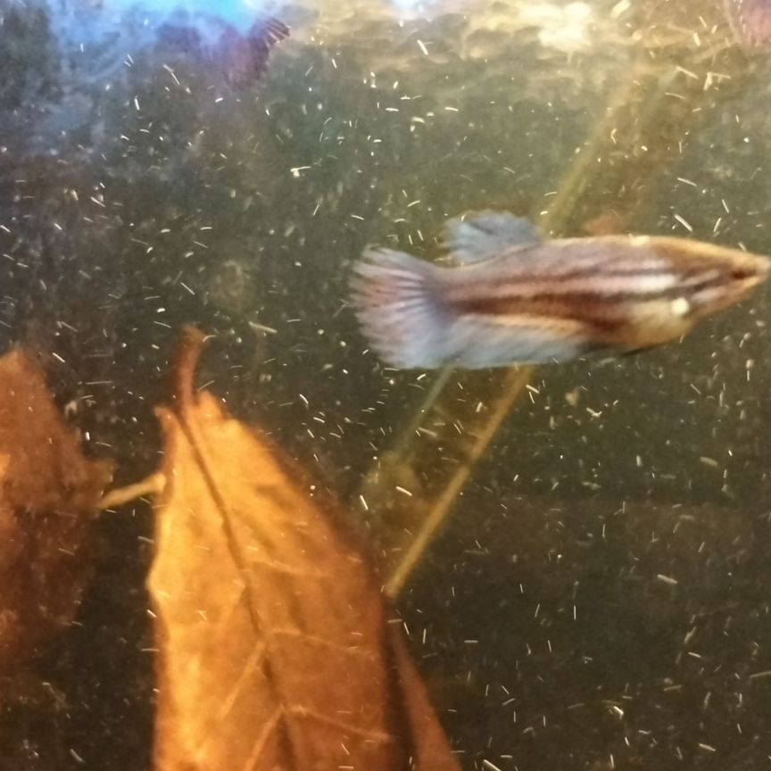 Рыбка петушок