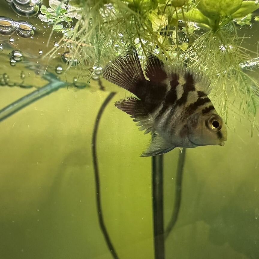 Рыбка сапфировый попугай