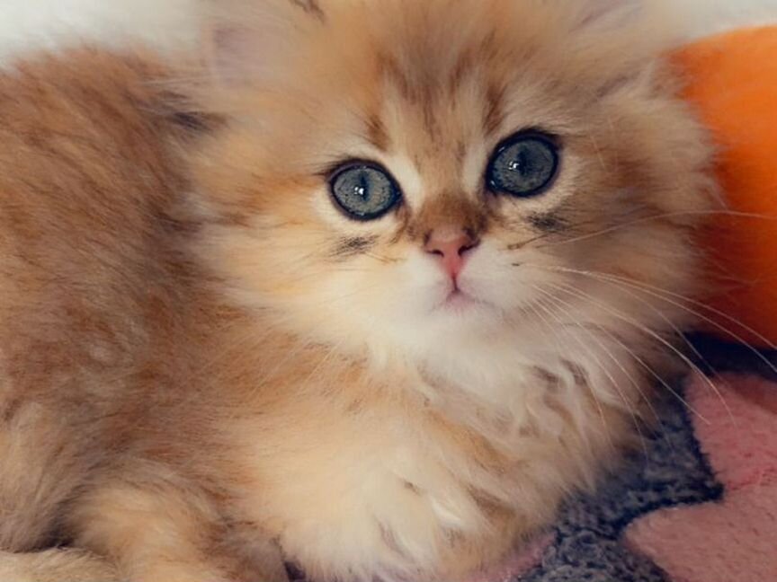 Шотландские котята от питомника