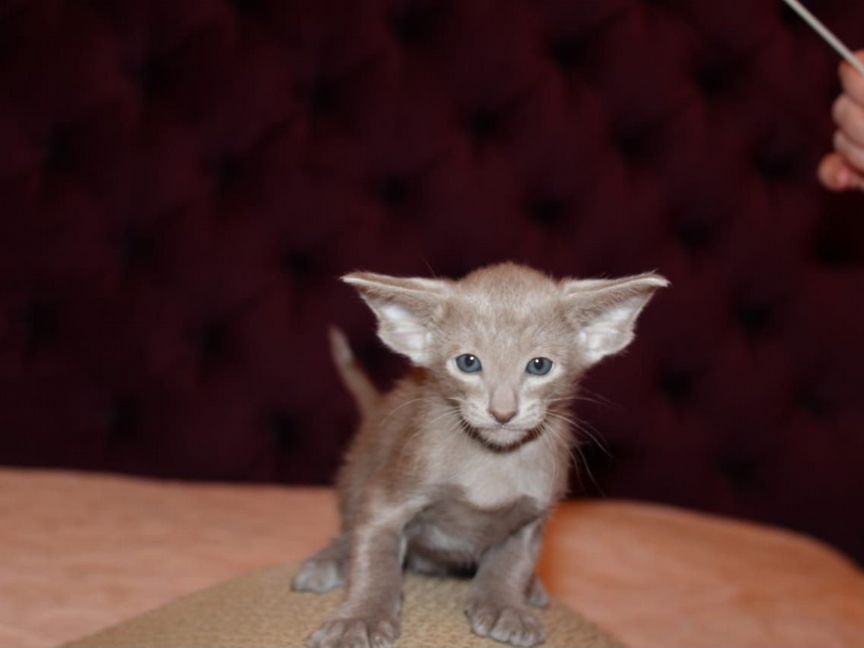 Ориенталы ориентальные котята
