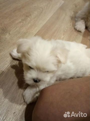 Щенки мальтийской болонки (мальтези)