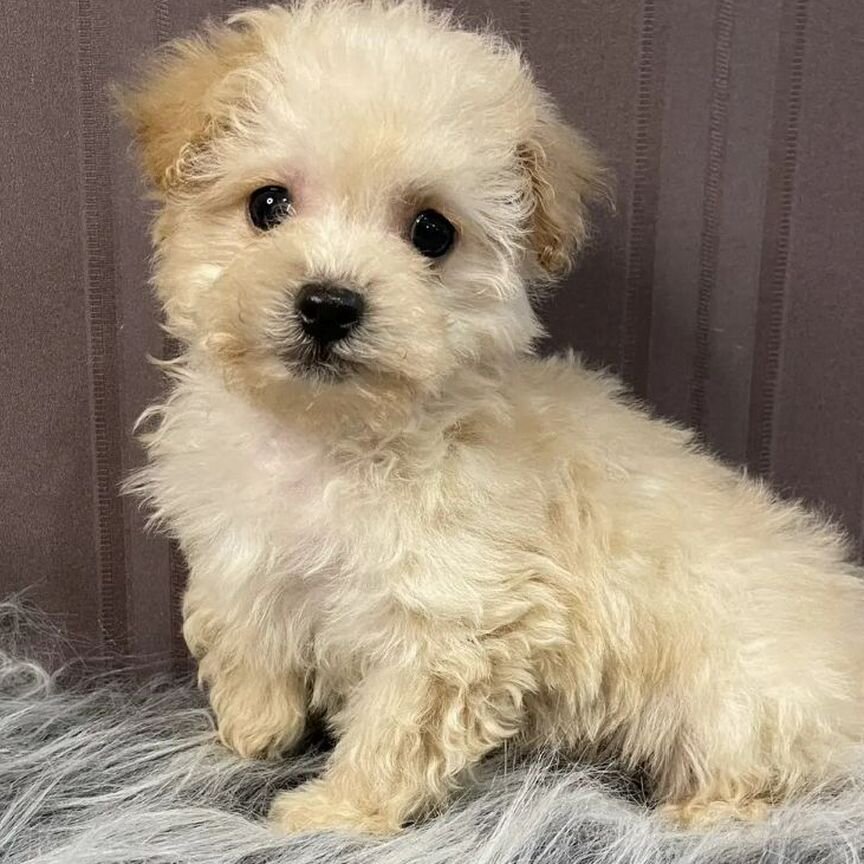 Мальтипу, щенок