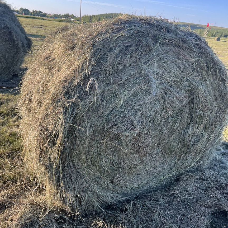 Сено в рулонах