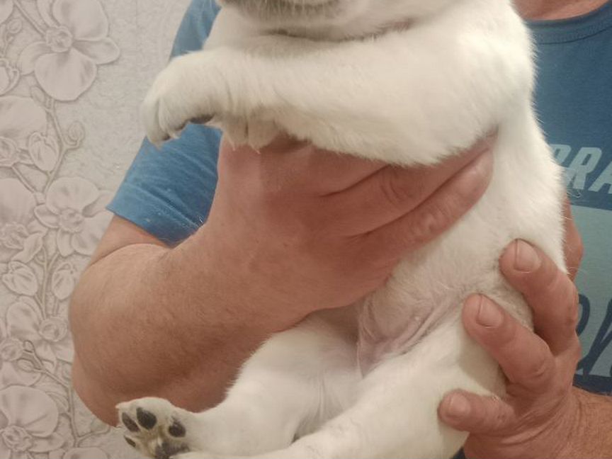 Щенки лабрадора