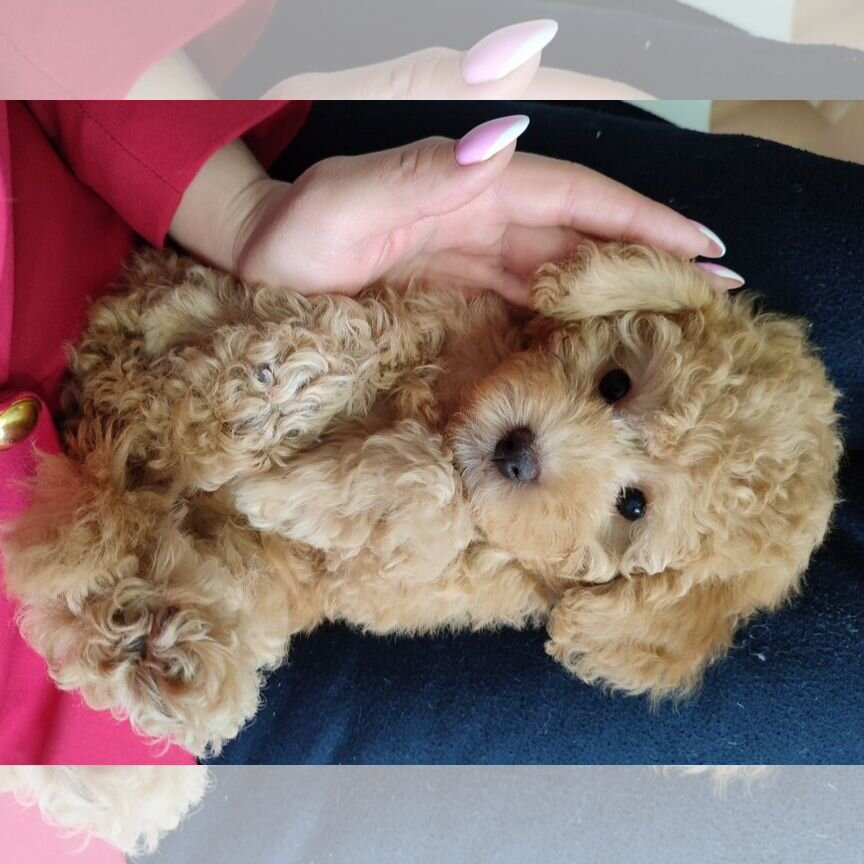 Той-пудель, щенок