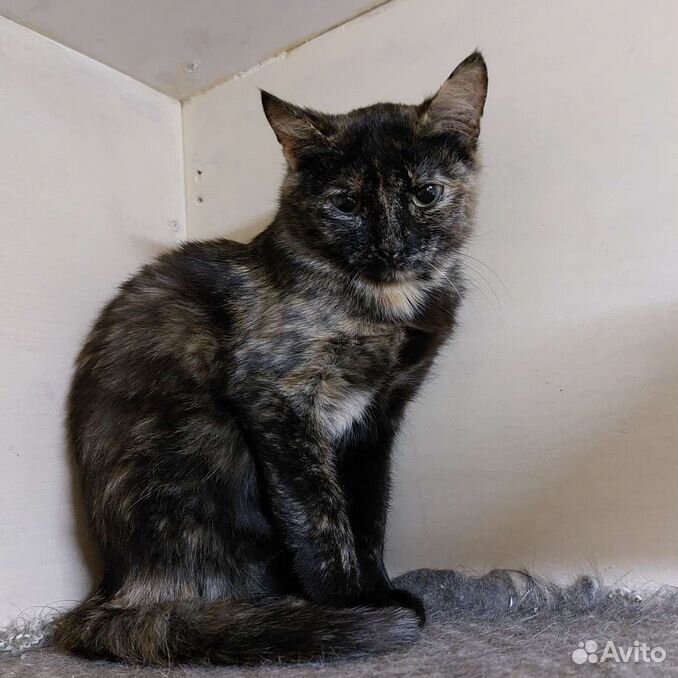 Кошечка Чуня