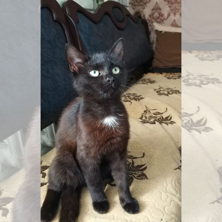 Котята 5 месяцев