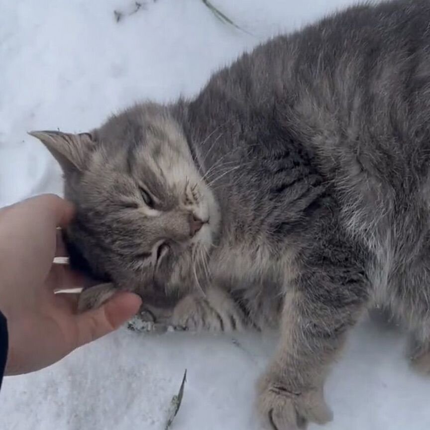 Серебряный котик