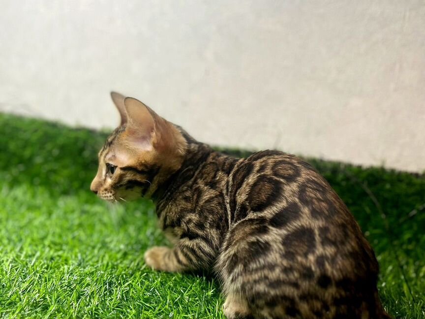 Бенгальские котята