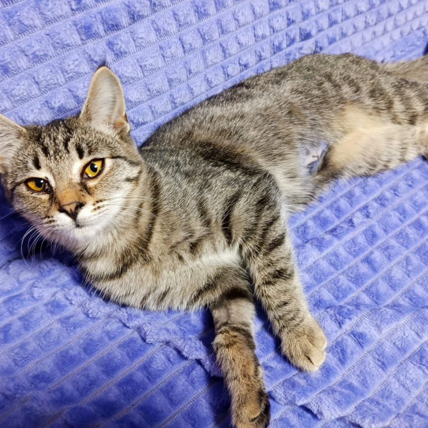 Шустрая котенок-подросток в дар