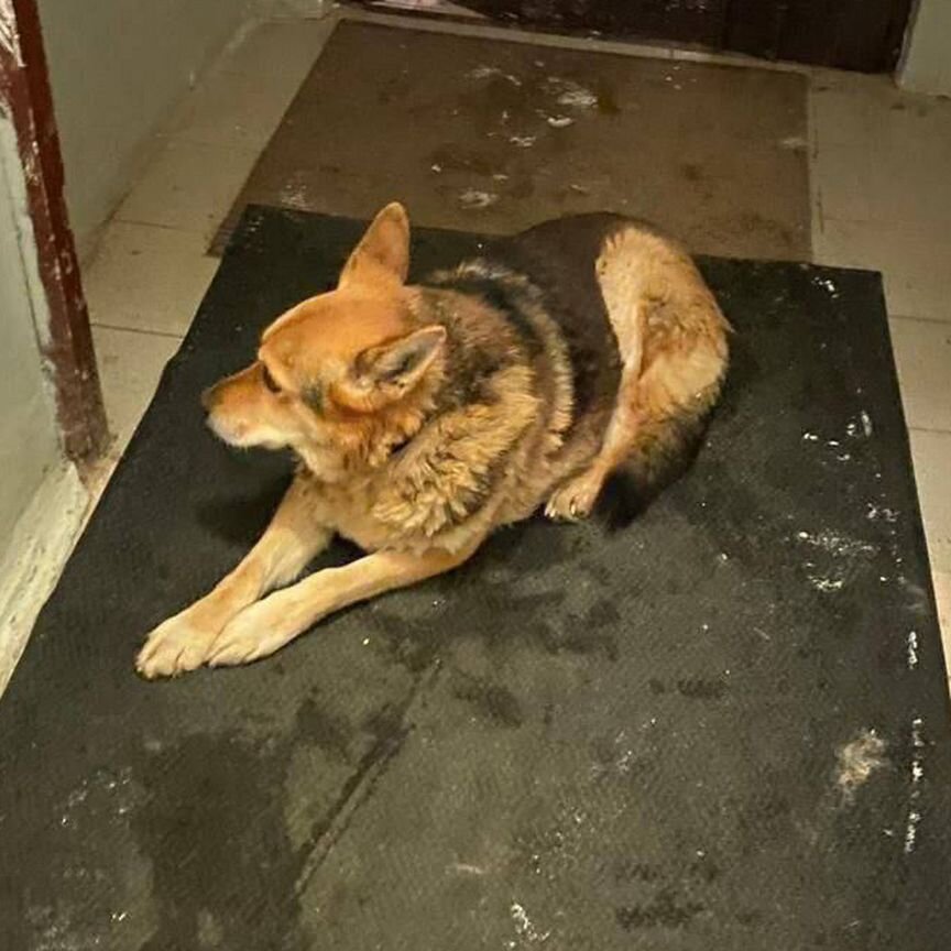 Чья собака в подъезде